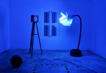 Nature Morte – Navin Thomas