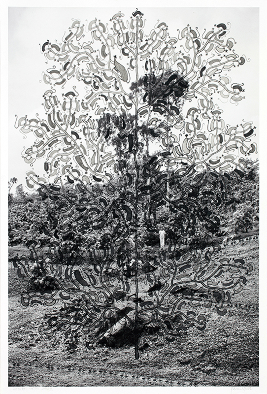 Nature Morte – Tree of Monkey Ancestors, from Fields of Sight., Gauri Gill